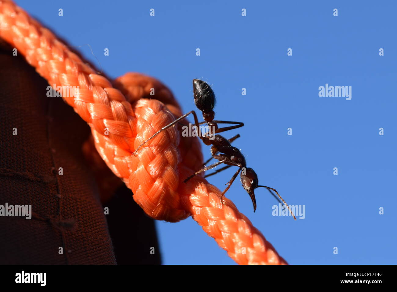 Soilder ant on tent rope Stock Photo - Alamy