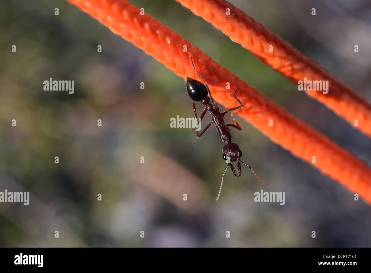 Soilder hi-res stock photography and images - Alamy