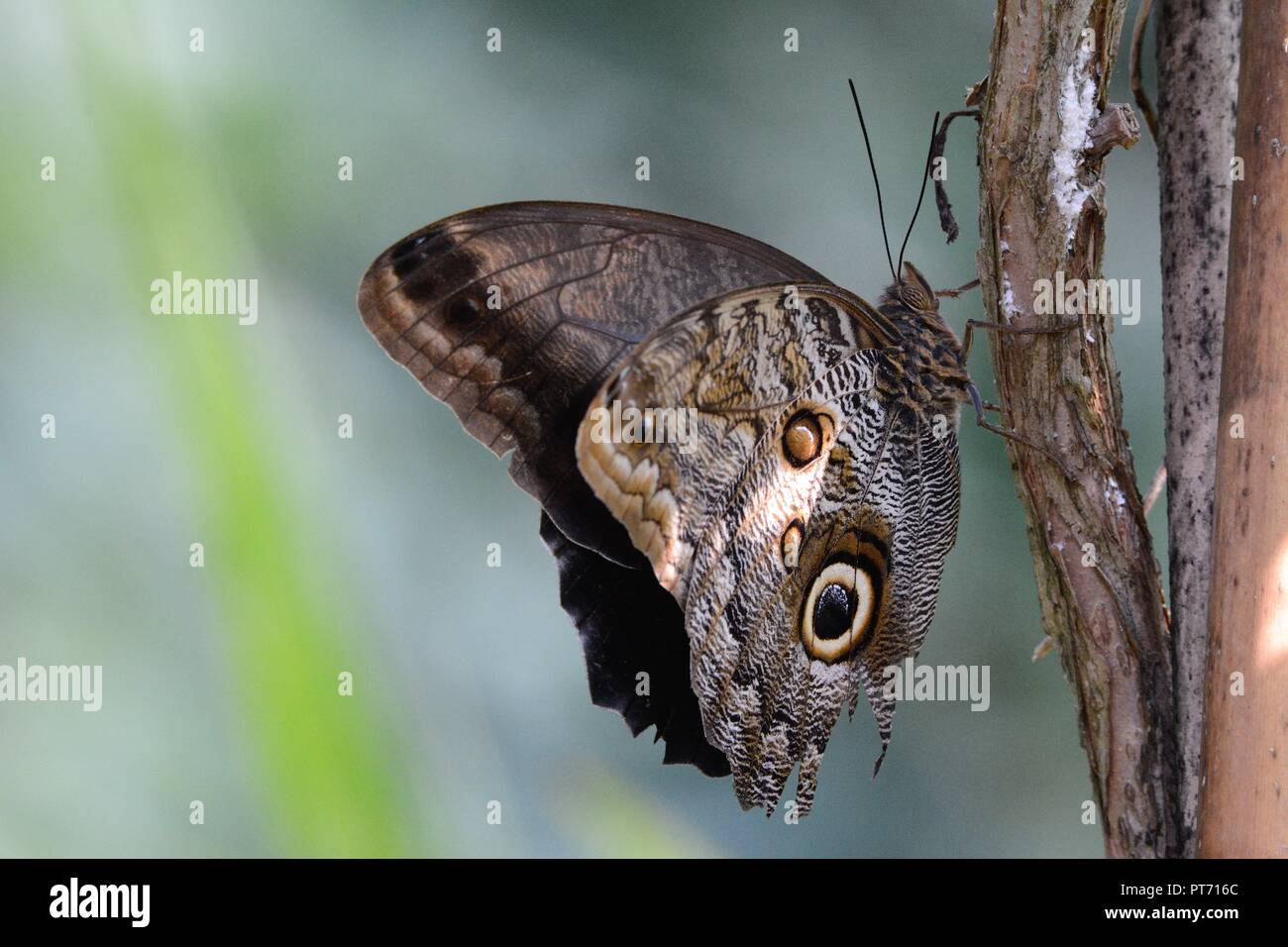 Mimicry butterfly hi-res stock photography and images - Alamy