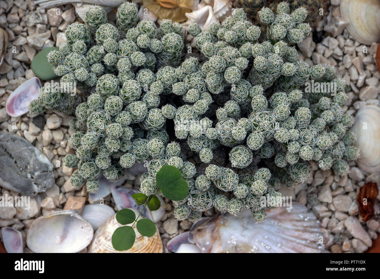 Cacti texture hi-res stock photography and images - Alamy