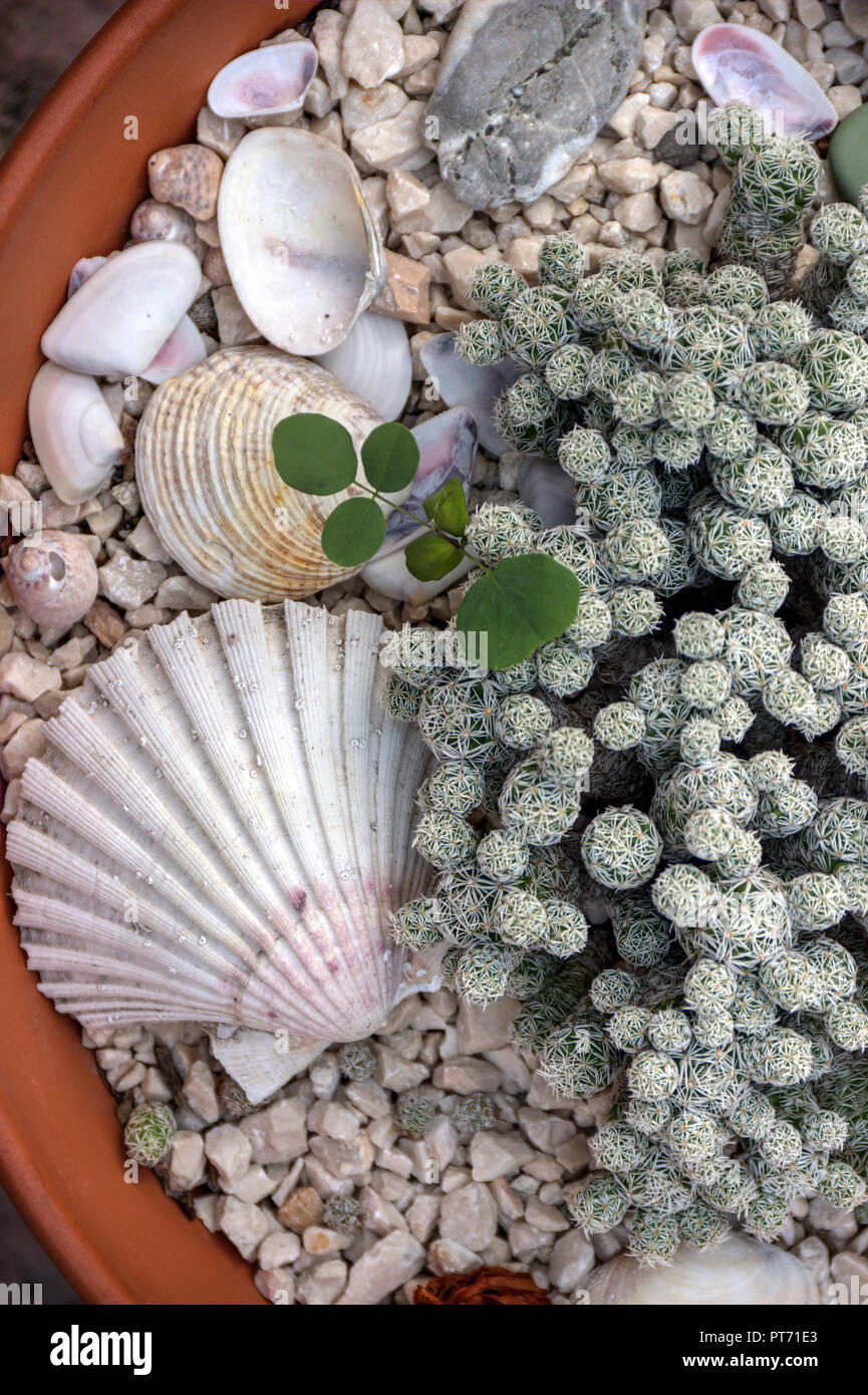 Cactuses and Adriatic Sea shells in a pot Stock Photo - Alamy
