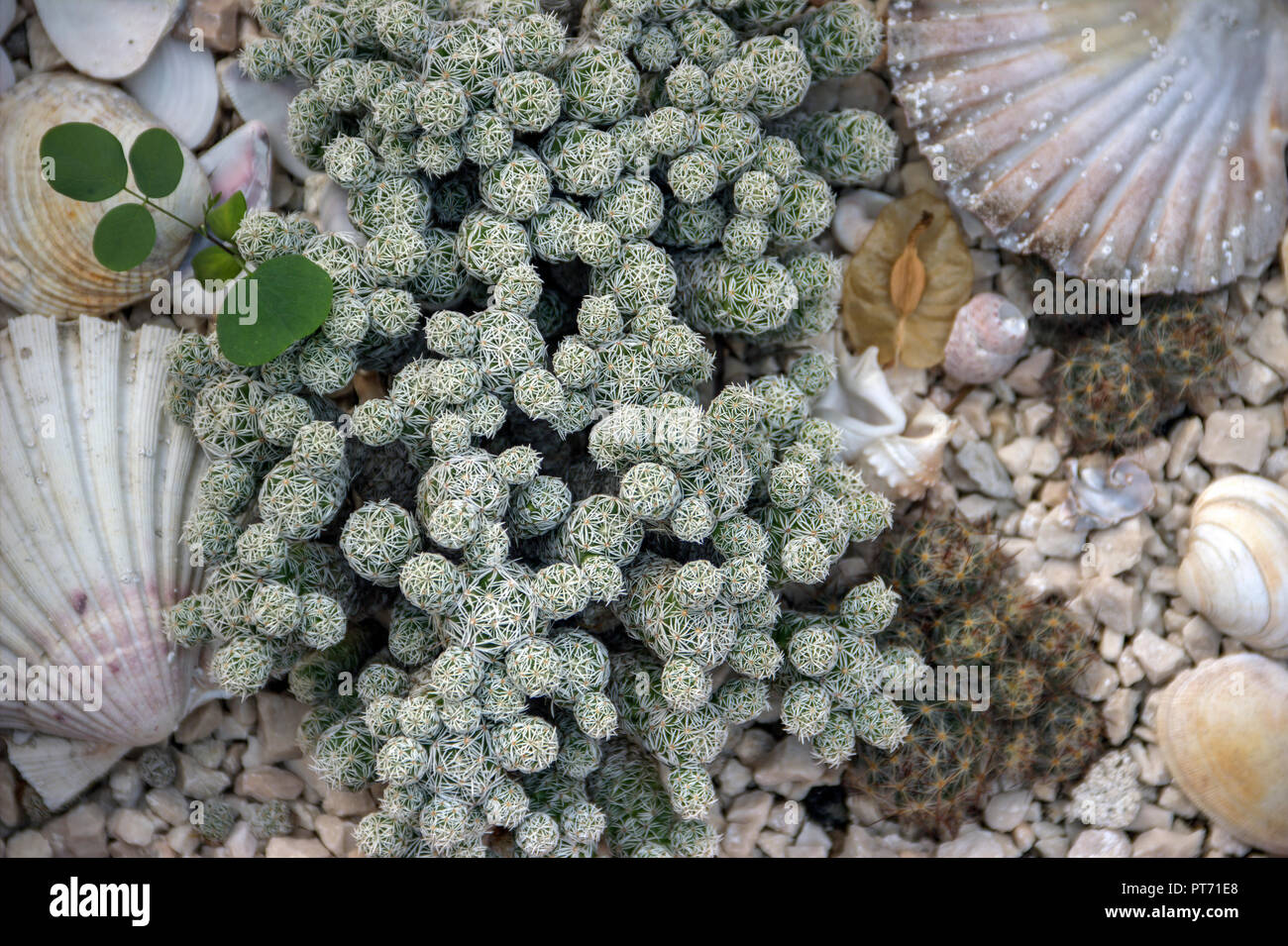 Cactuses and Adriatic Sea shells in a pot Stock Photo - Alamy