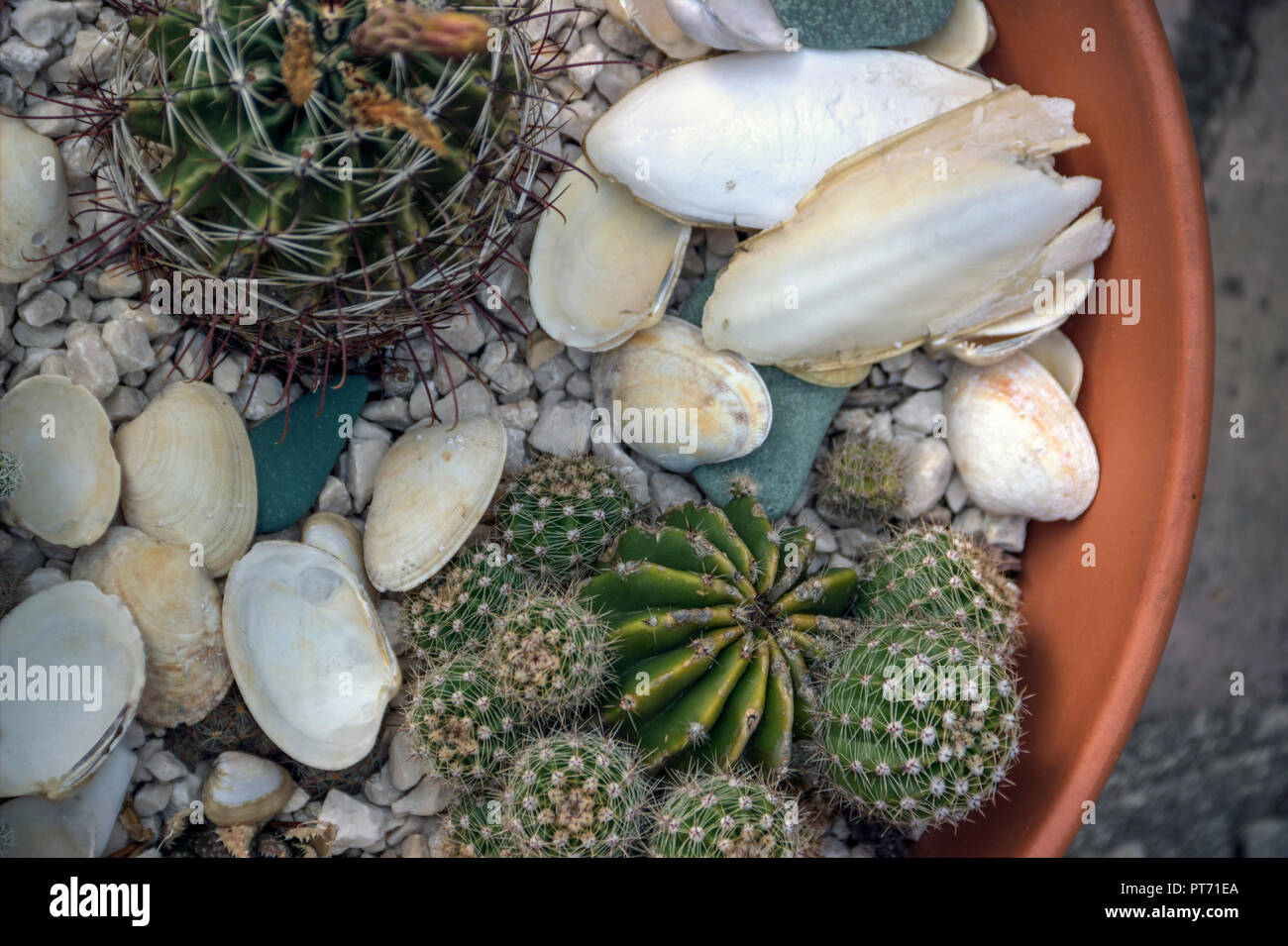 Cactuses and Adriatic Sea shells in a pot Stock Photo - Alamy