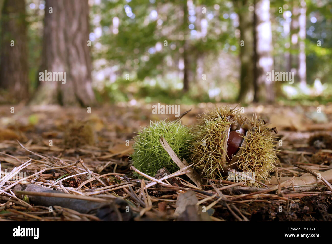 Sweet Chestnut Seeds lying on the ground in woodland having fallen from ...