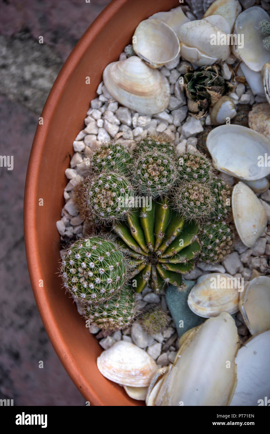 Adriatic sea shells hi-res stock photography and images - Alamy