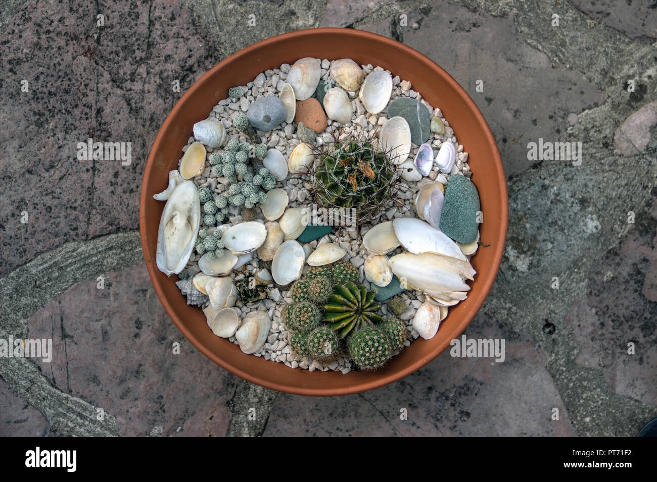 Adriatic sea shells hi-res stock photography and images - Alamy