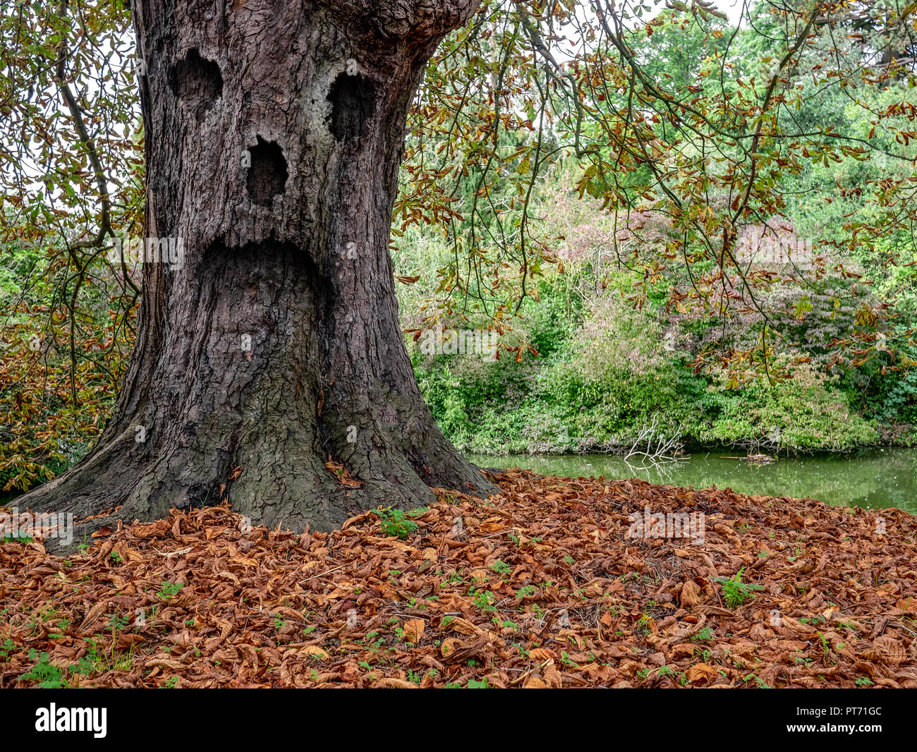 Ghost tree in the forest Stock Photo - Alamy