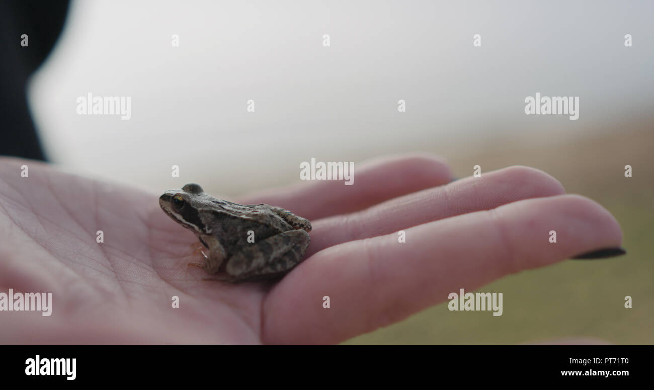 closeup small frog on female hand, wide photo Stock Photo - Alamy