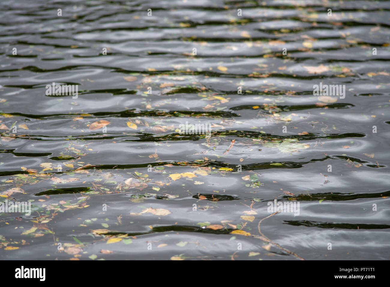 abstract autumn leaves on top of waves in river Stock Photo - Alamy