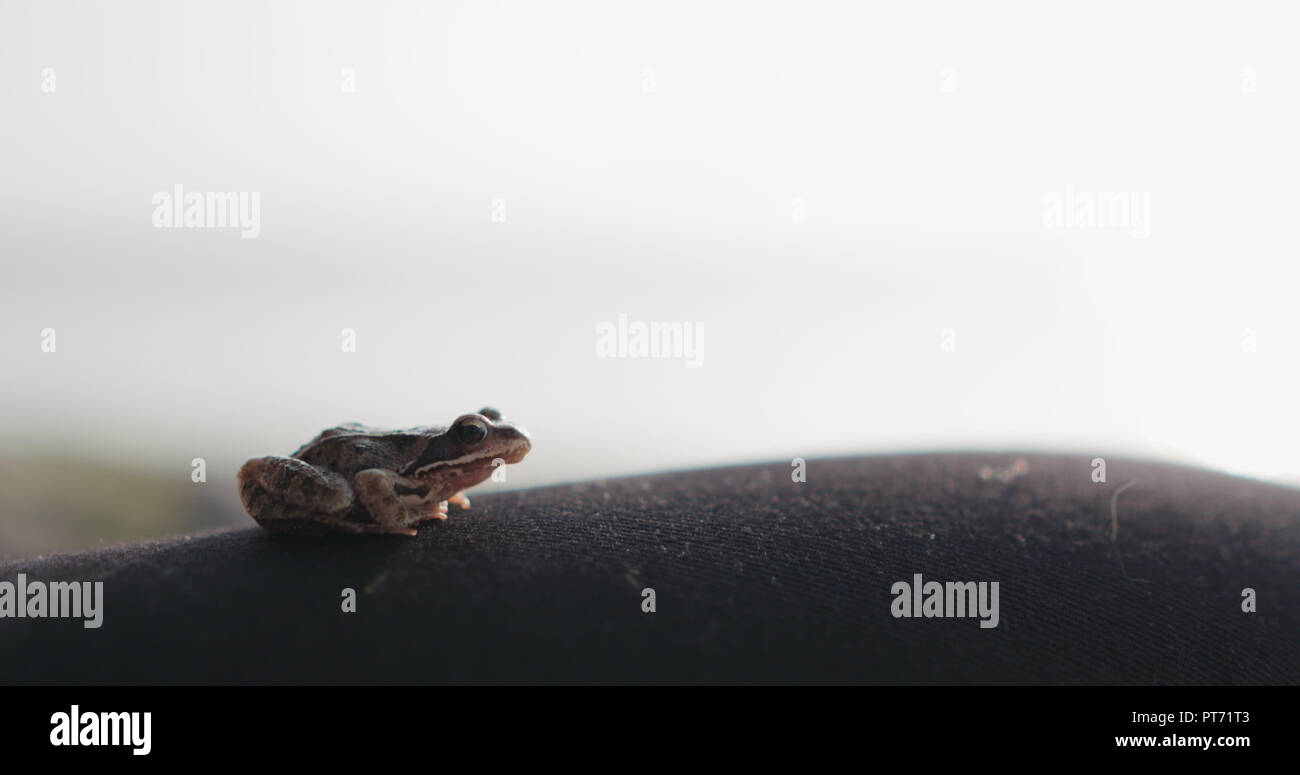 closeup small frog on female leg, wide photo Stock Photo - Alamy