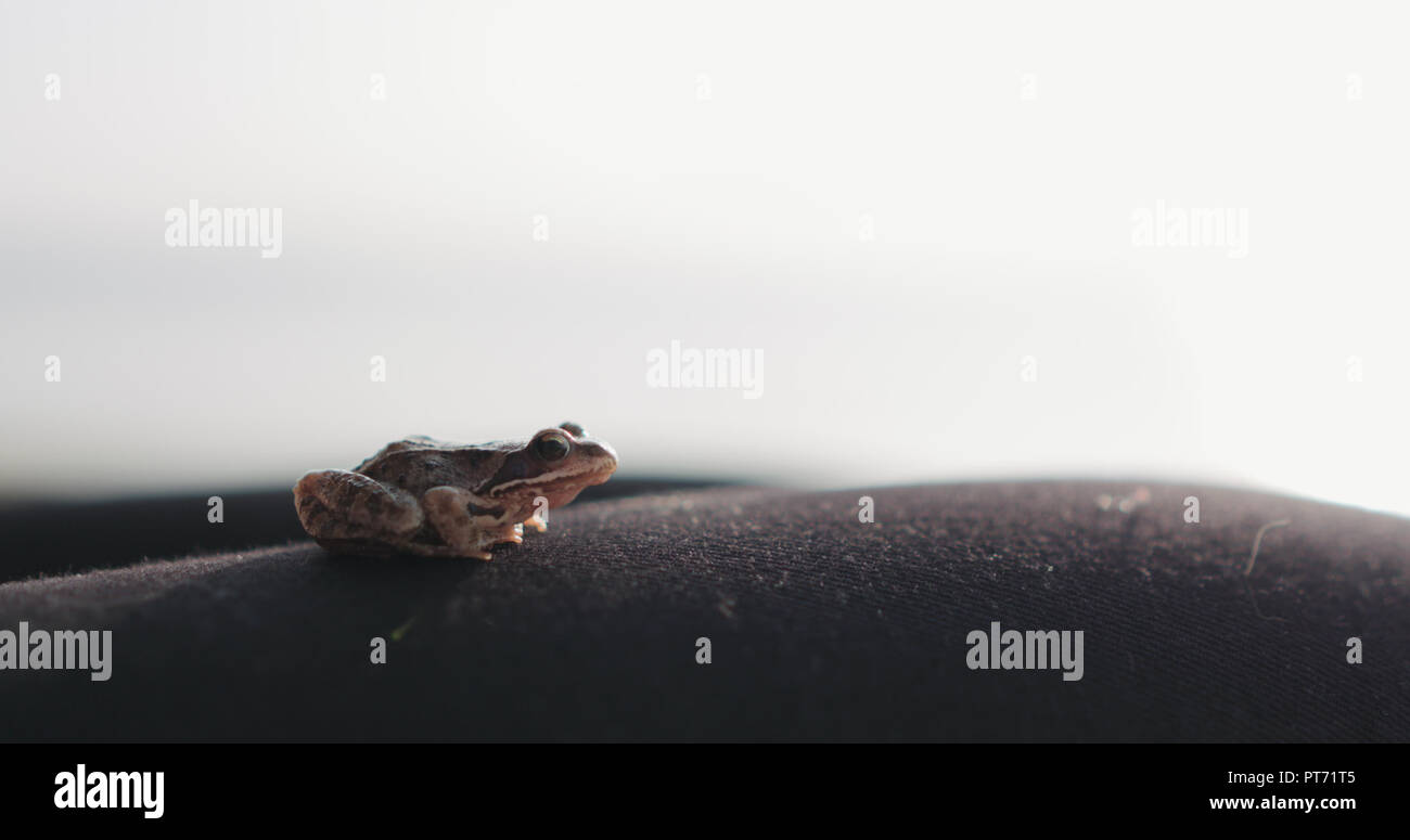 closeup small frog on female leg, wide photo Stock Photo - Alamy