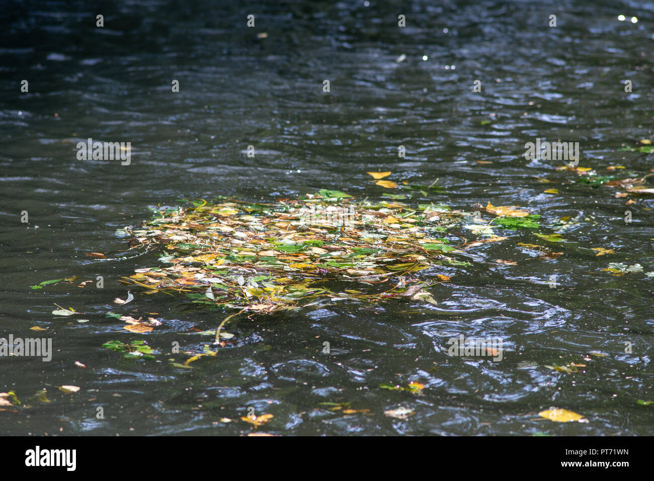 fallen leaves floating on surface of water during autumn Stock Photo ...