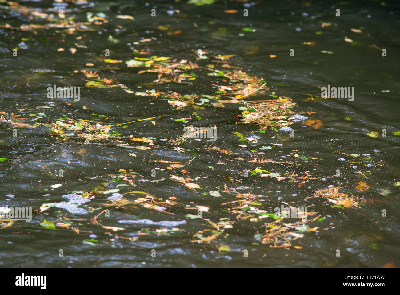 fallen leaves floating on surface of water during autumn Stock Photo ...