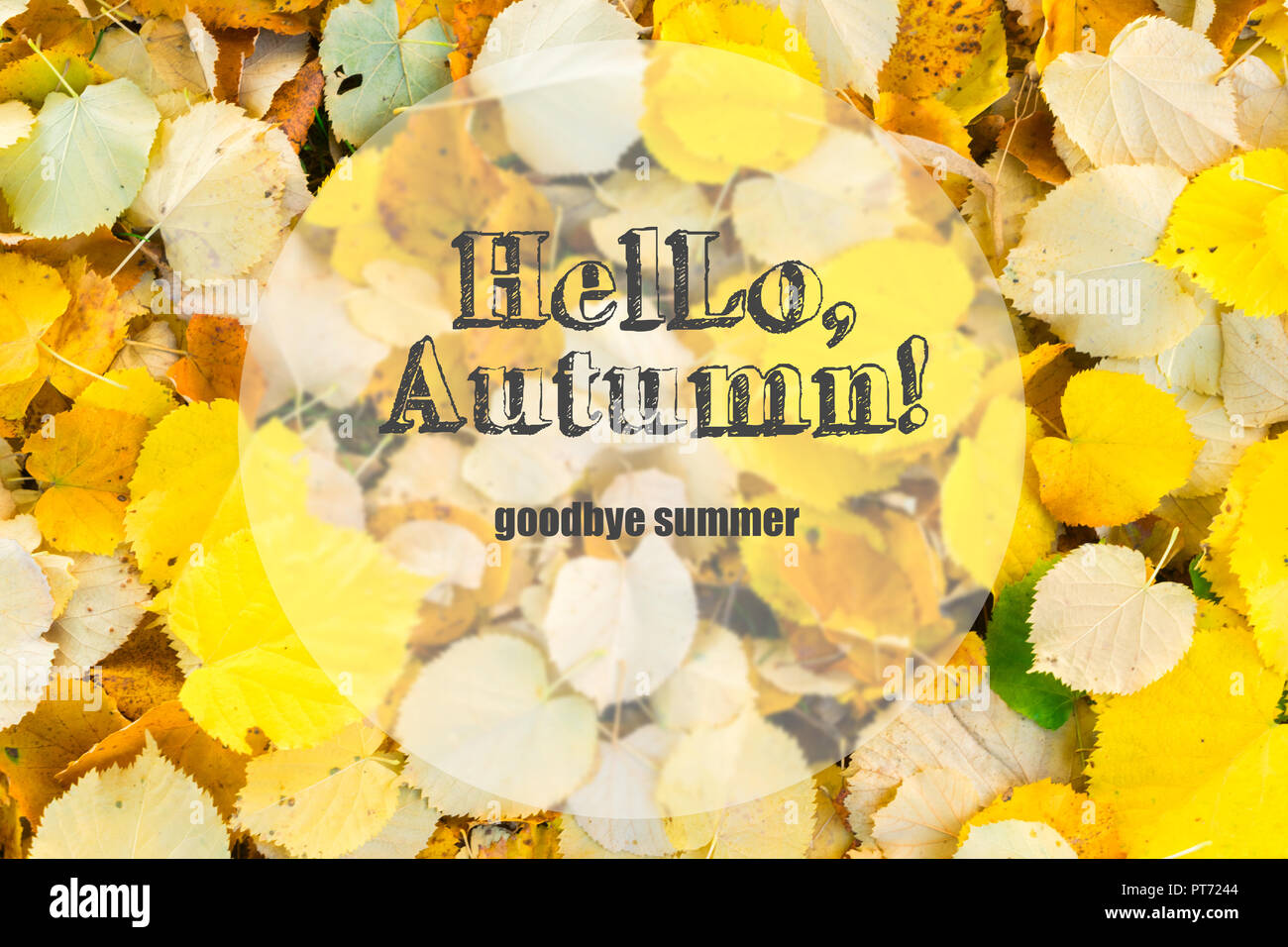 Alder tree fall fresh leaves change background with hello autumn ...