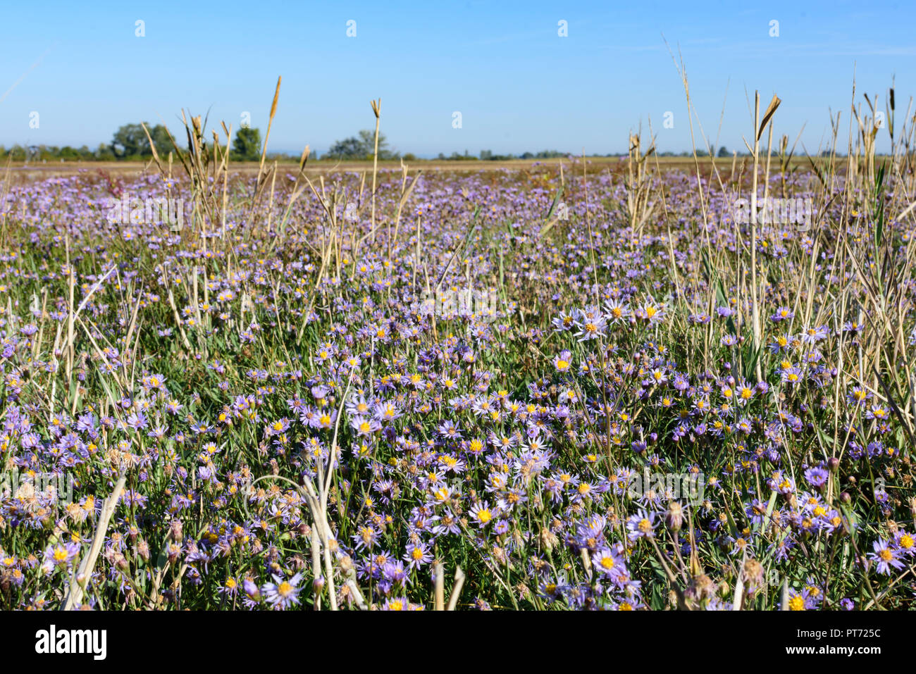 Illmitz: flowering meadow with sea aster, seashore aster, Strand-Aster ...