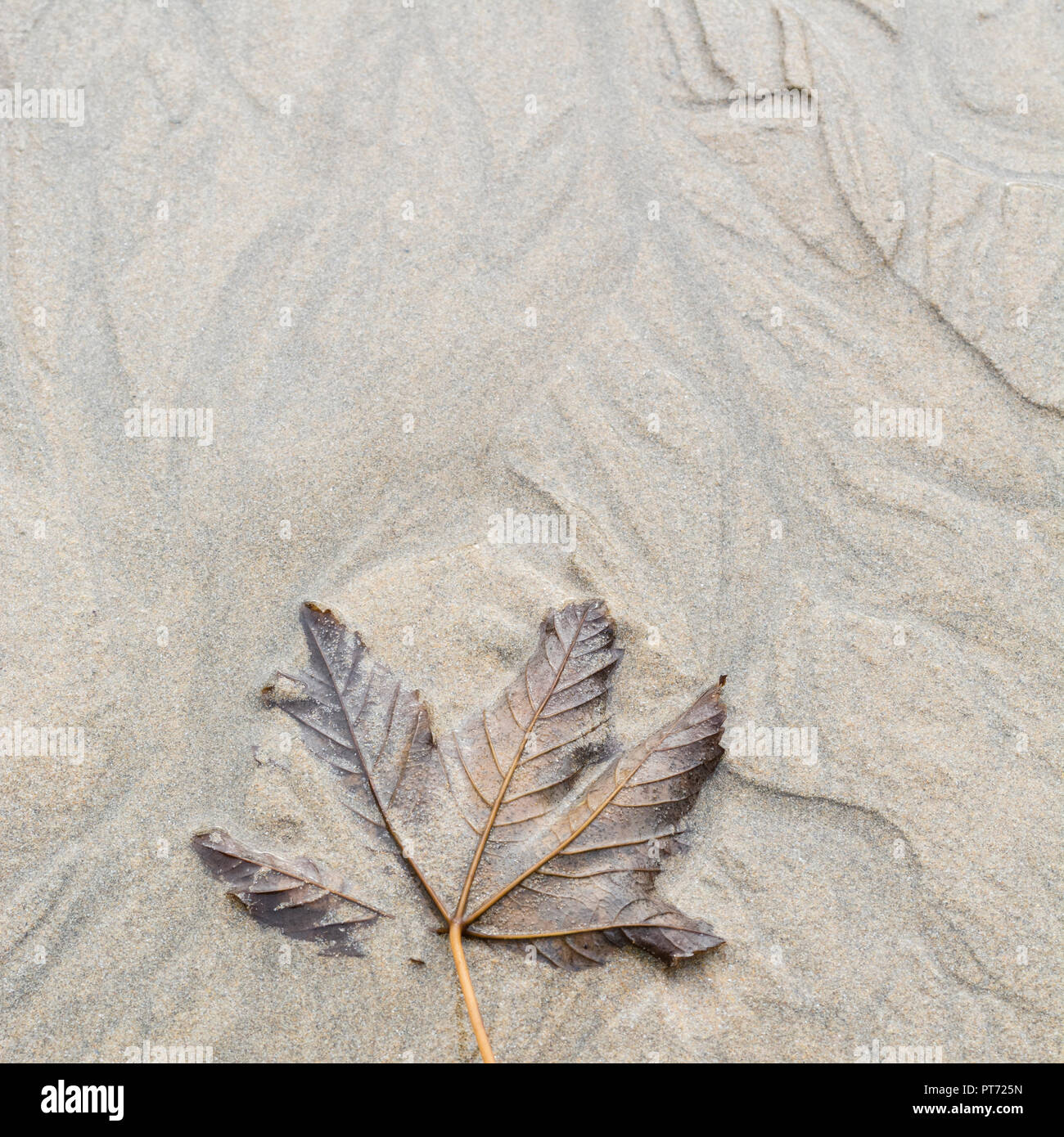 Leaf grains hi-res stock photography and images - Alamy
