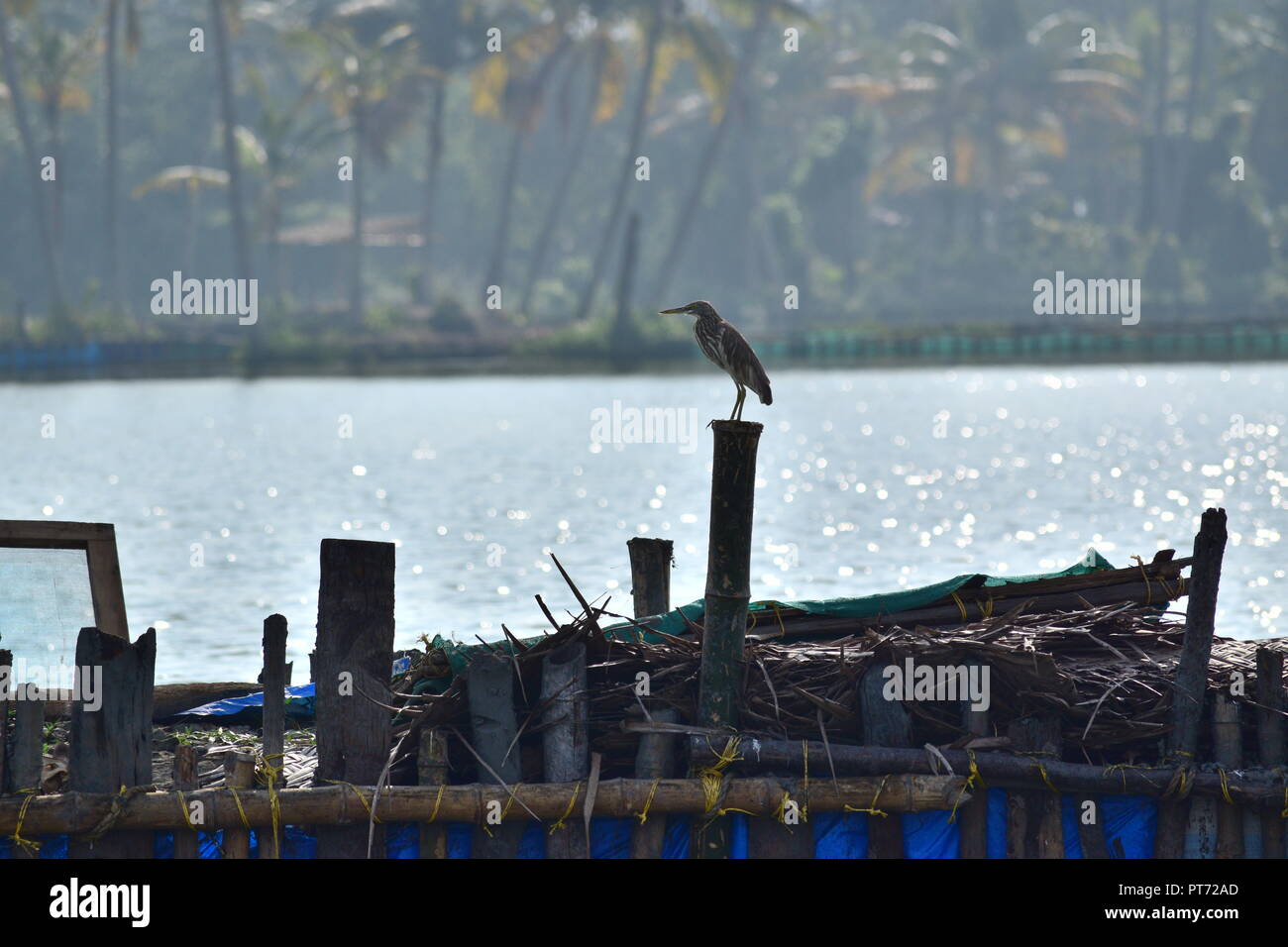 Crane waiting for fish hi-res stock photography and images - Alamy