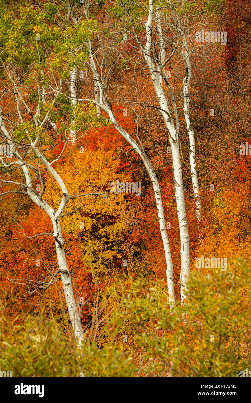 Tall aspen trees hi-res stock photography and images - Alamy