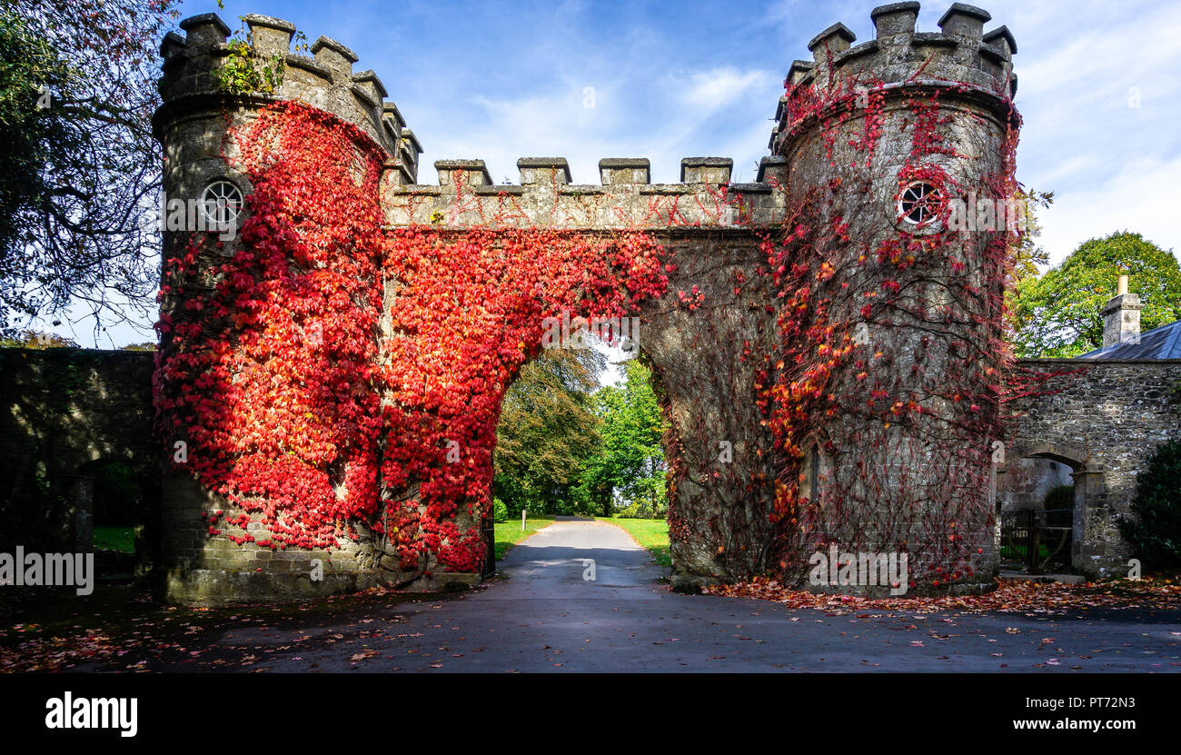 Autumn red ivy covering castle gatehouse walls at Stourhead, Wiltshire ...