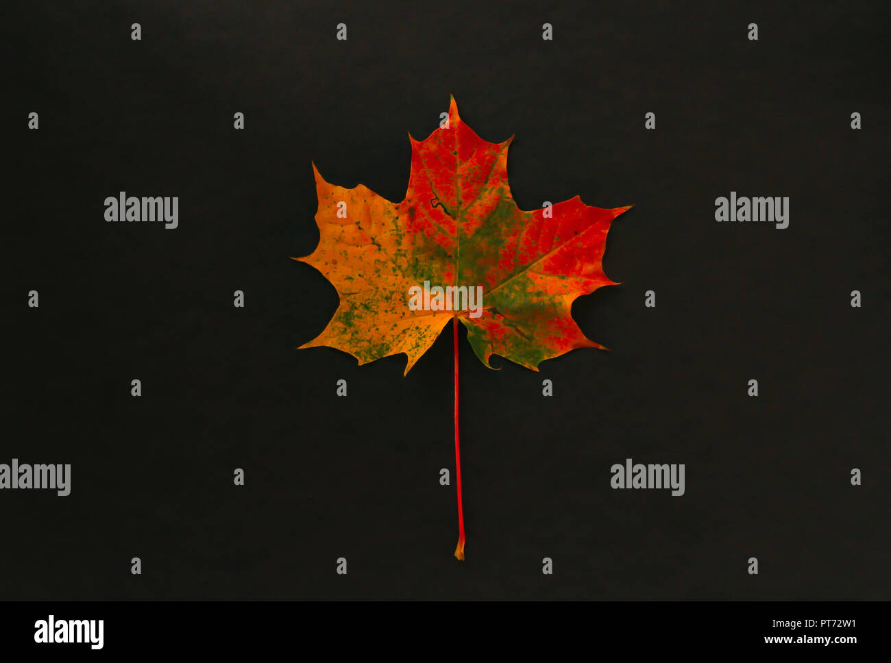 Autumn leaf isolated on a black background Stock Photo - Alamy