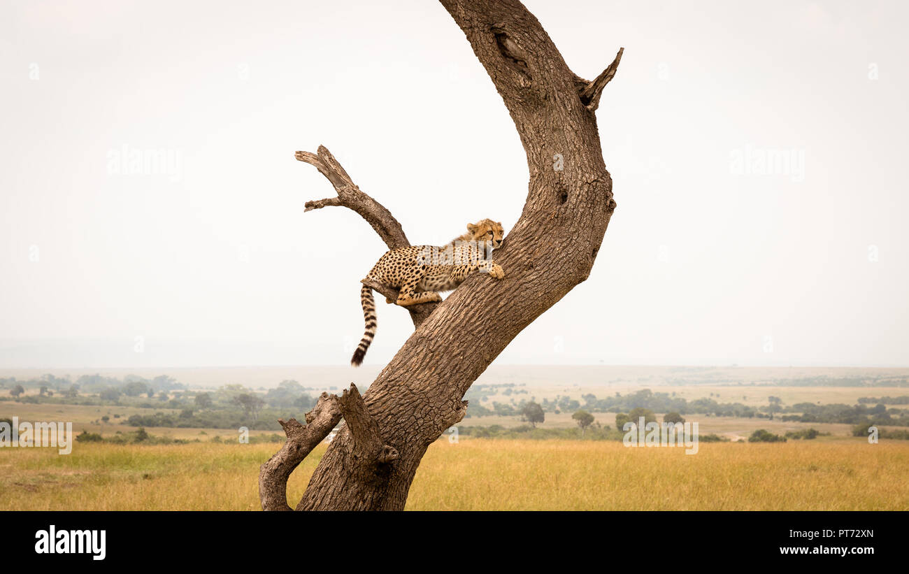 Cheetah on tree hi-res stock photography and images - Alamy