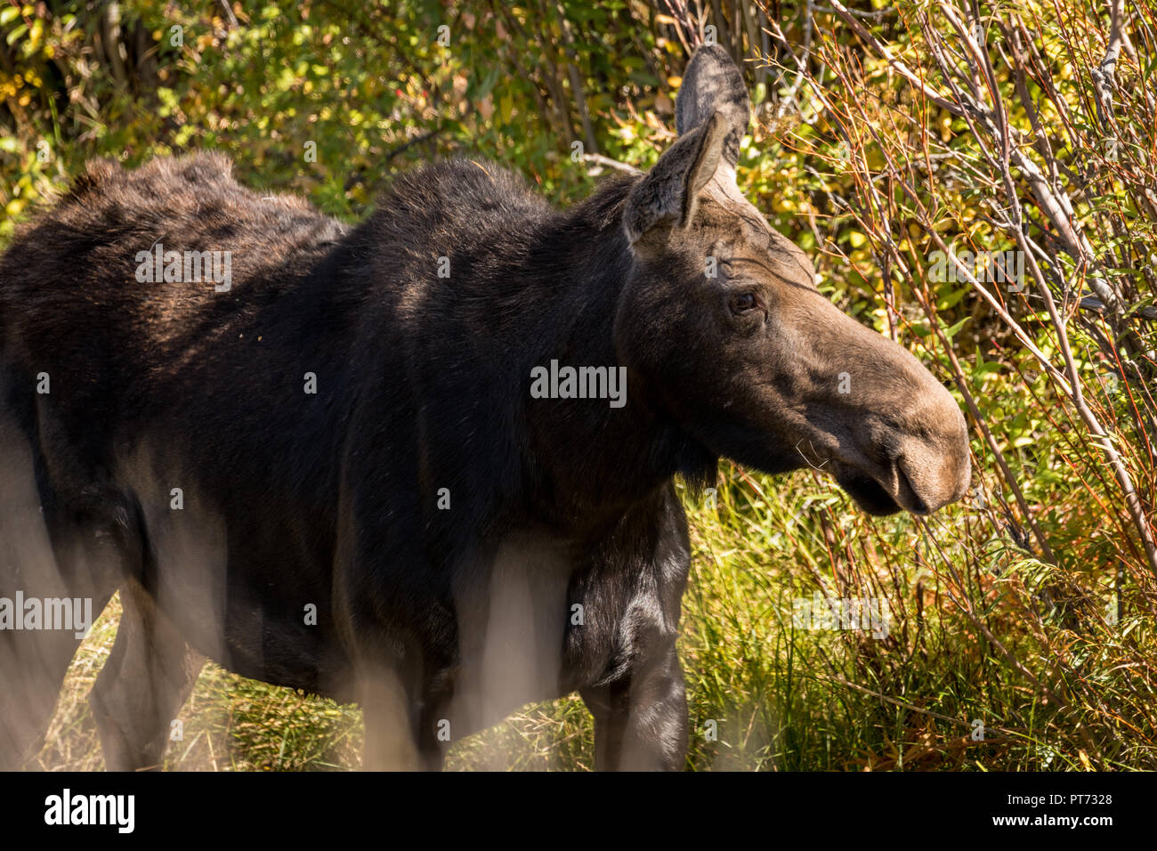 Full sized cow moose in a forest eats on some willow branches Stock ...