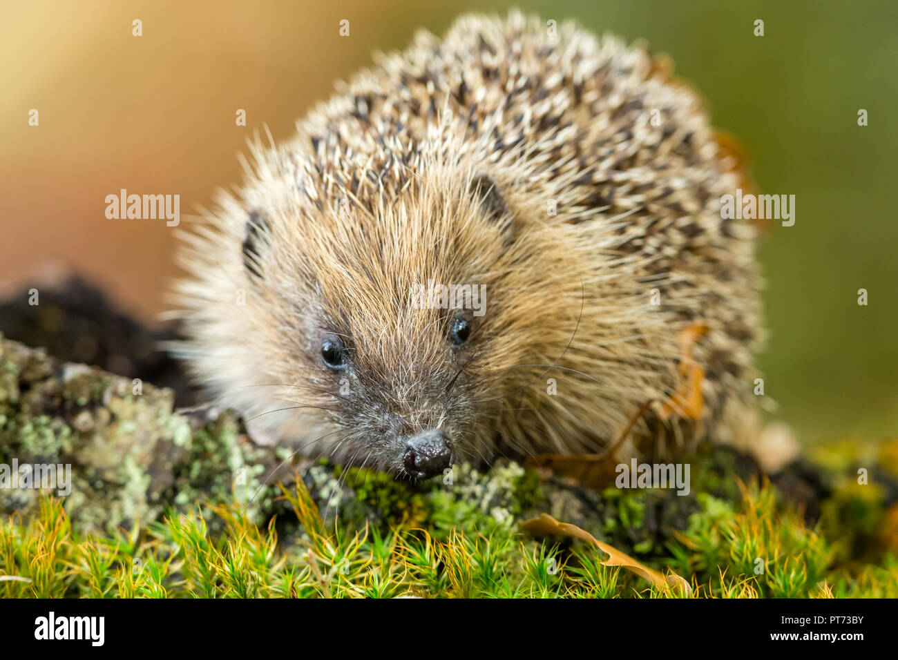 Hedgehog, wild, native, European hedgehog in natural woodland habitat ...