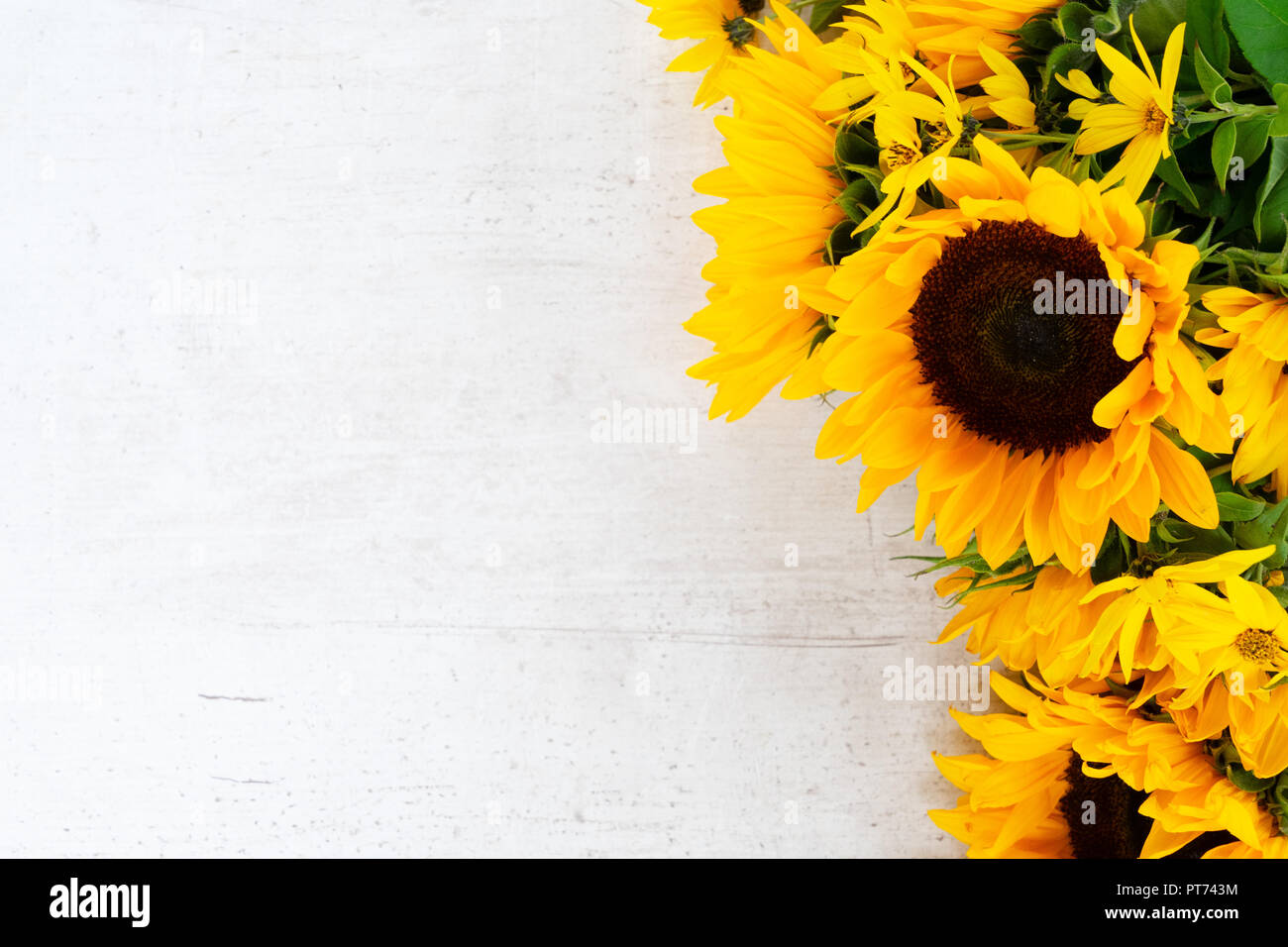 Sunflowers fresh flowers border on white wooden table background Stock ...