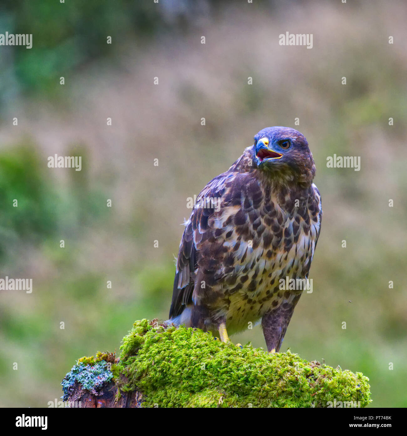 Pale brown plumage hi-res stock photography and images - Alamy