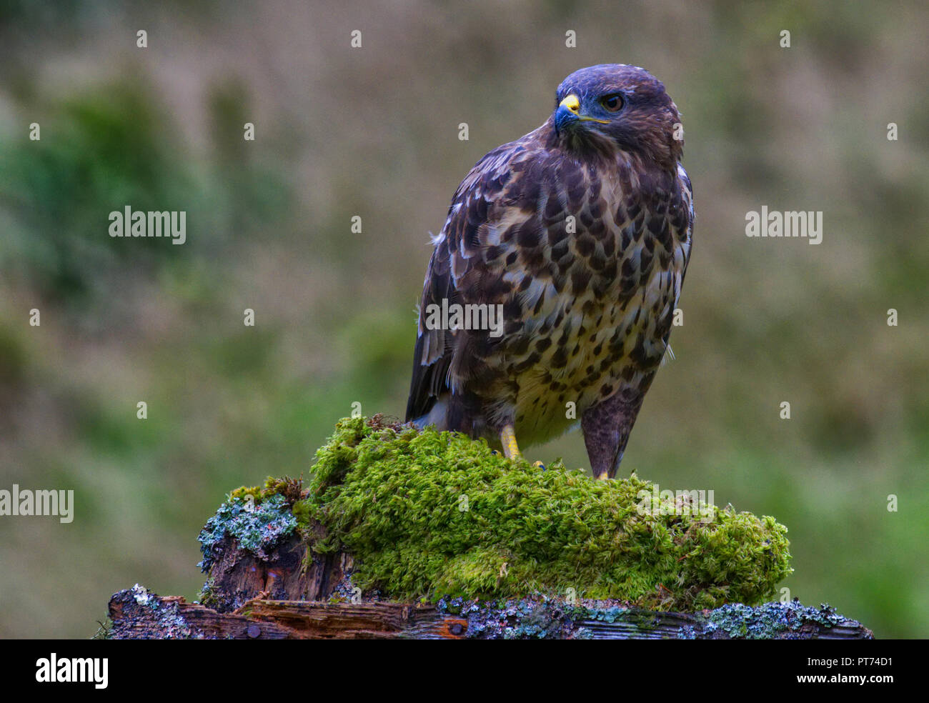 Pale brown plumage hi-res stock photography and images - Alamy