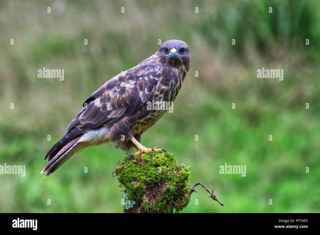 Pale brown plumage hi-res stock photography and images - Alamy