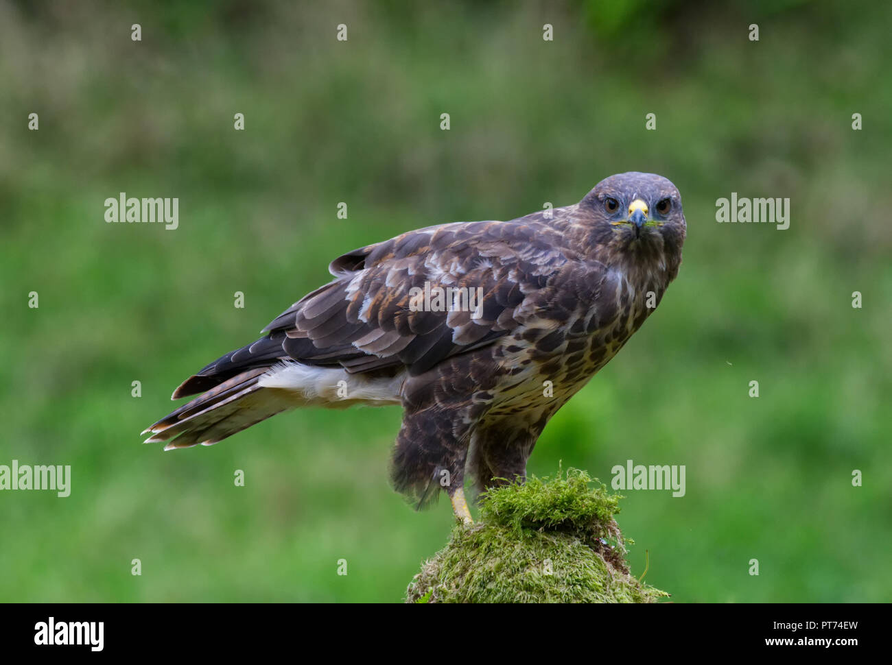 Pale buzzard hi-res stock photography and images - Alamy
