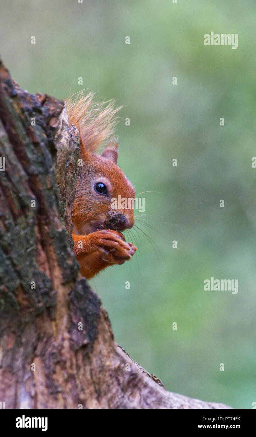 Side pov of red squirrel hi-res stock photography and images - Alamy