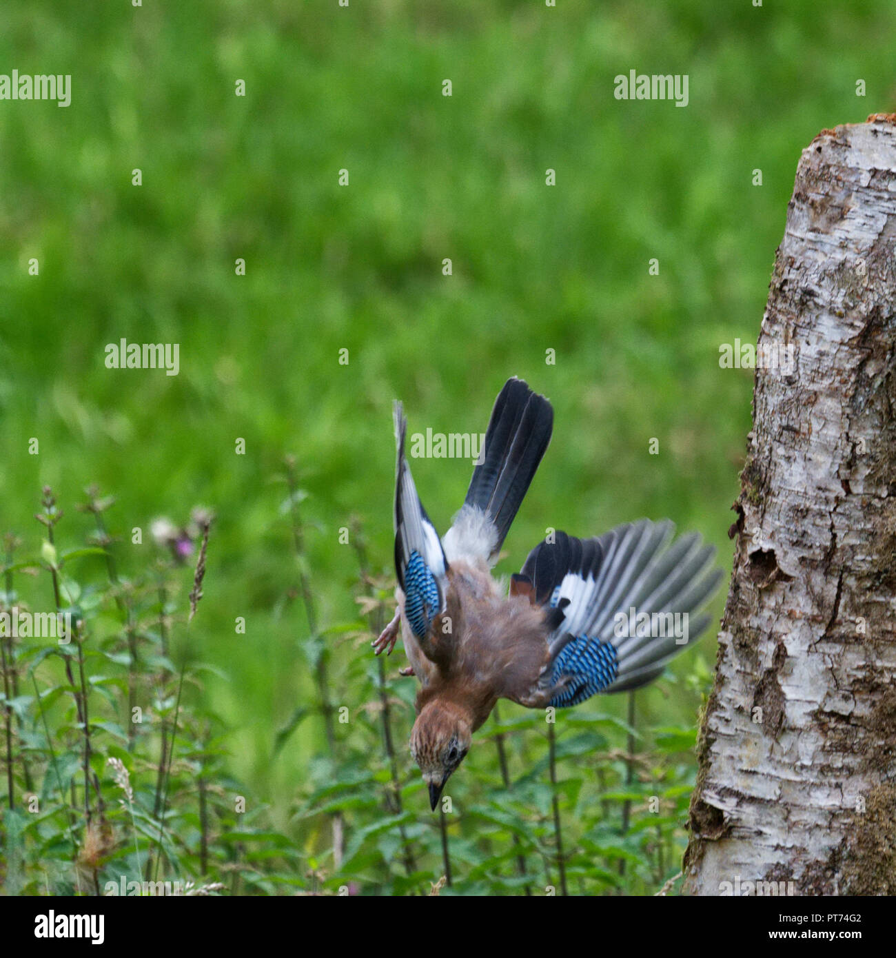 Eurasian jay in flight hi-res stock photography and images - Alamy