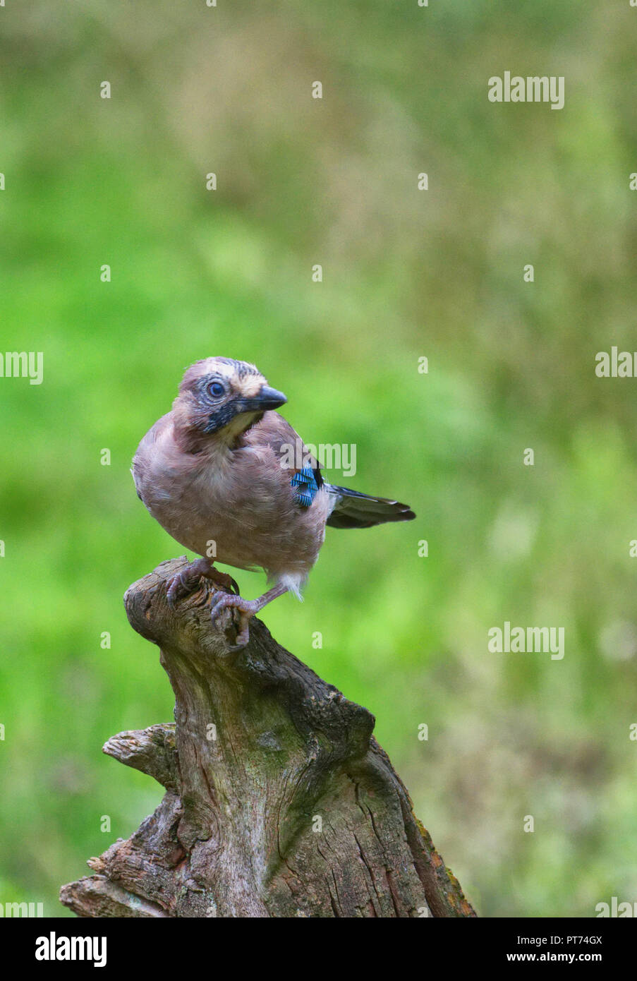 Eurasian jay in flight hi-res stock photography and images - Alamy