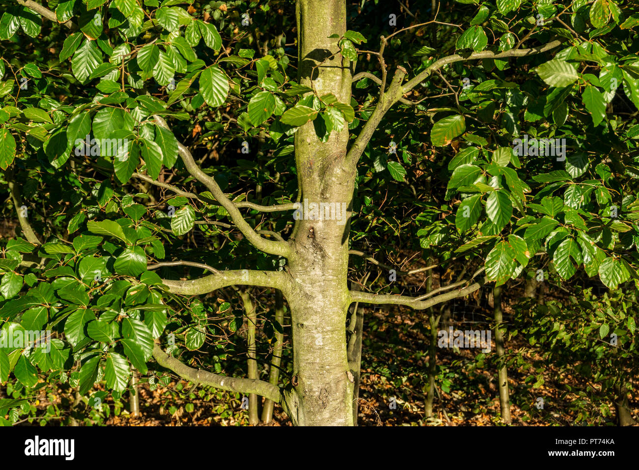 Berlin park september hi-res stock photography and images - Alamy