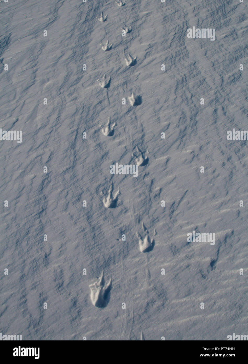 Penguin footprints hi-res stock photography and images - Alamy