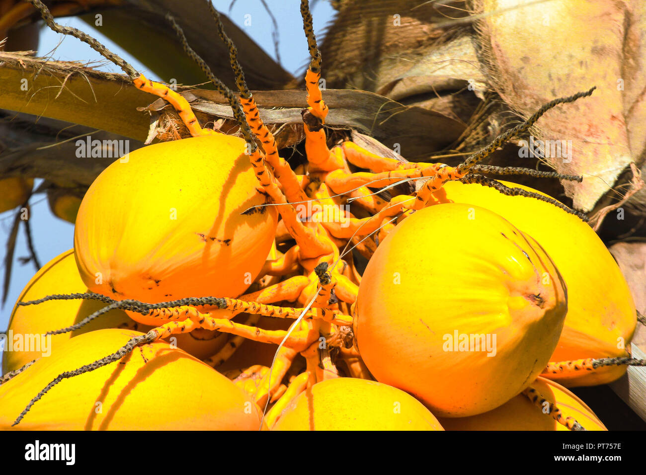 Rotten coconut hi-res stock photography and images - Alamy