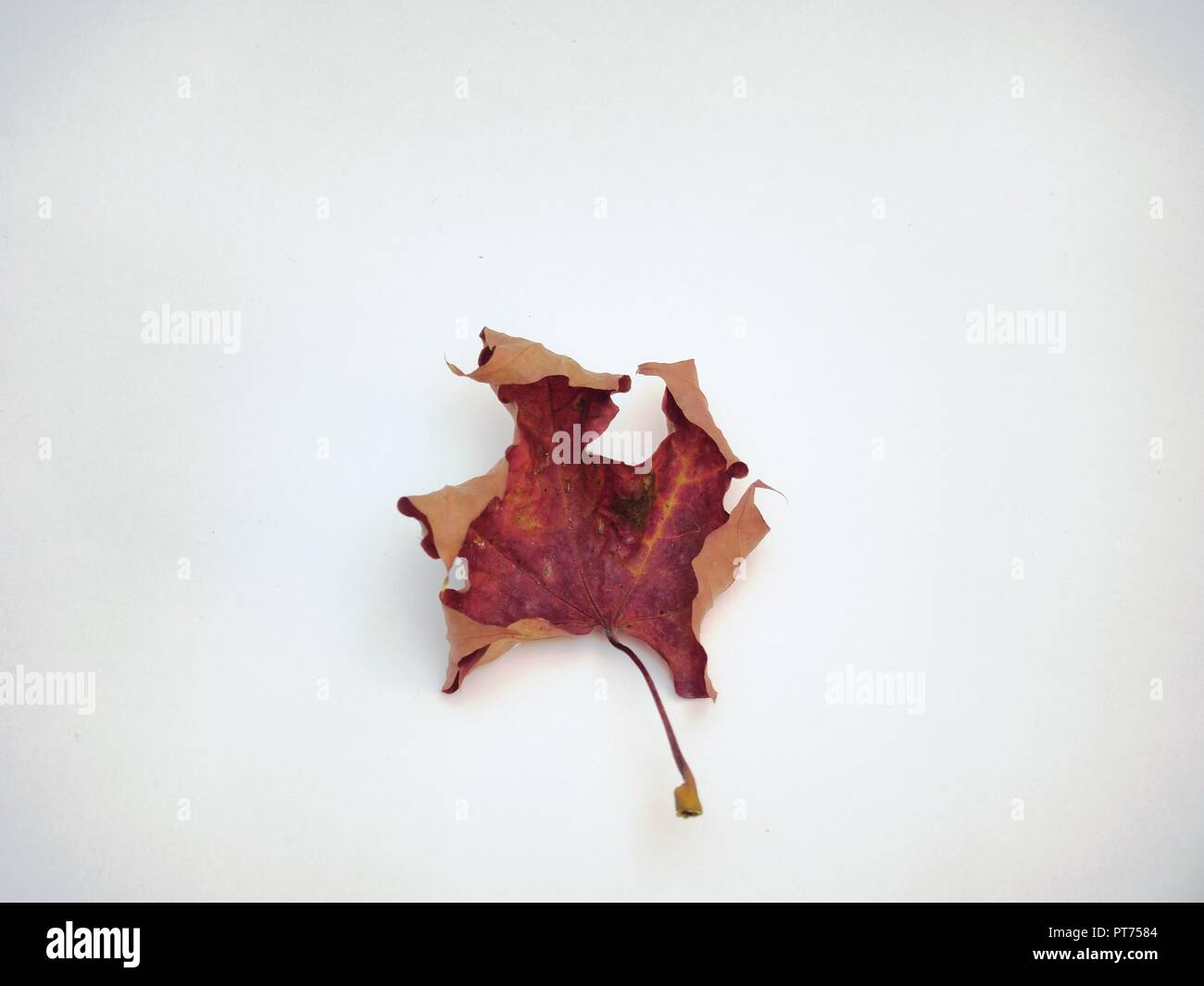 Dry fallen maple leaf on white background. Defoliation. Close up Stock ...
