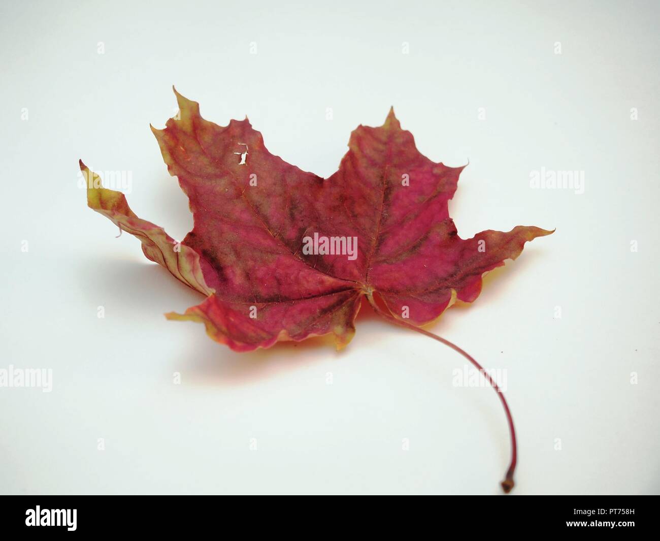 Dry fallen maple leaf on white background. Defoliation. Close up Stock ...