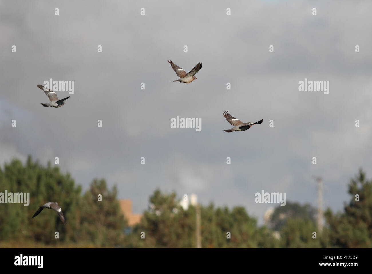 Wood Pigeon In Flight High Resolution Stock Photography and Images - Alamy