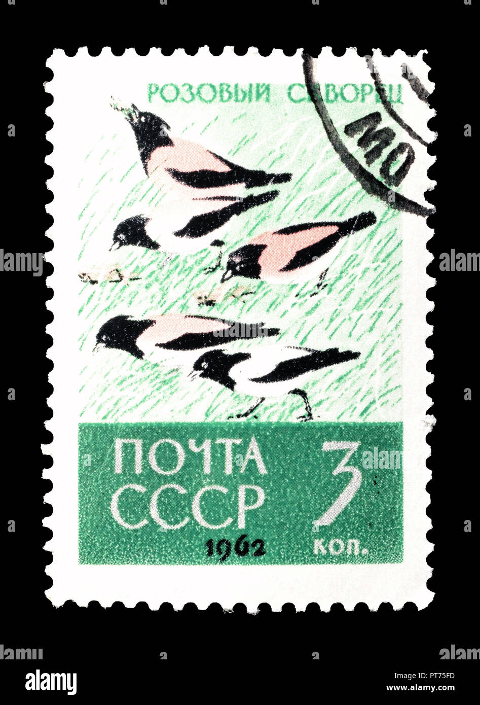 Cancelled postage stamp printed by Soviet Union, that shows Rosy ...