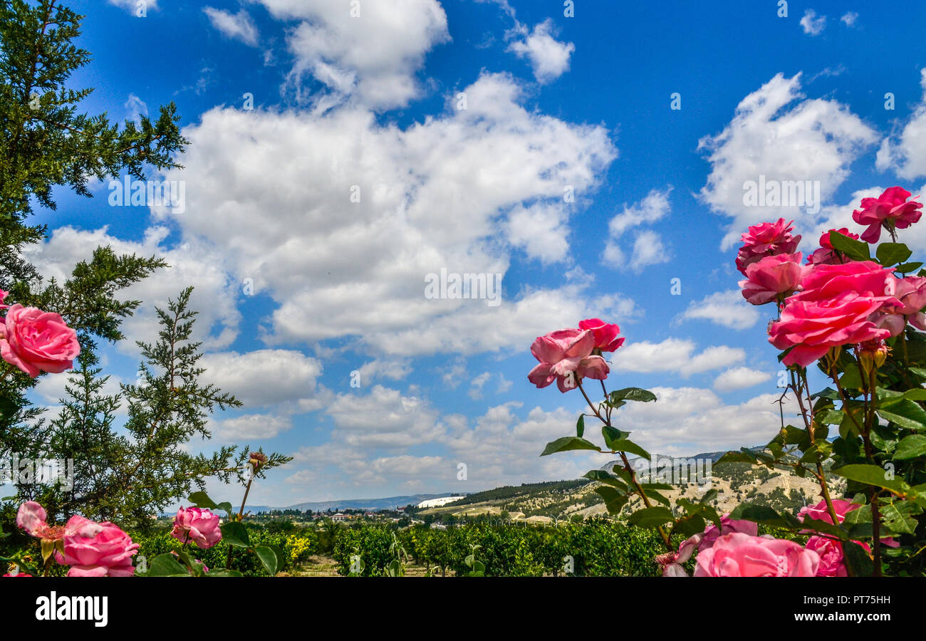 Turkey, Pamukkale amazing landscape rounded by pink roses Stock Photo ...