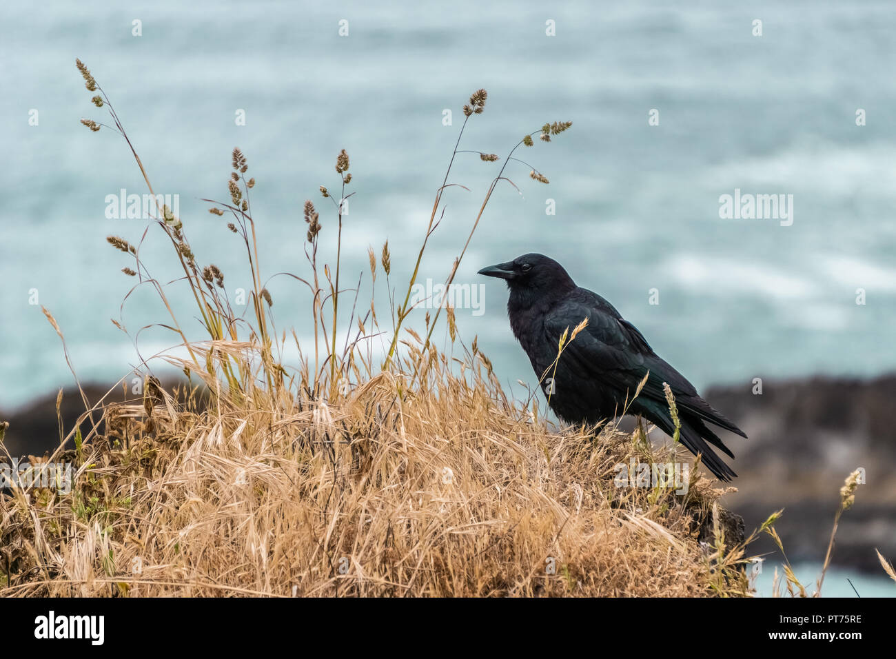 American western crow, Corvus brachyrhynchos, perched on heap of dry ...