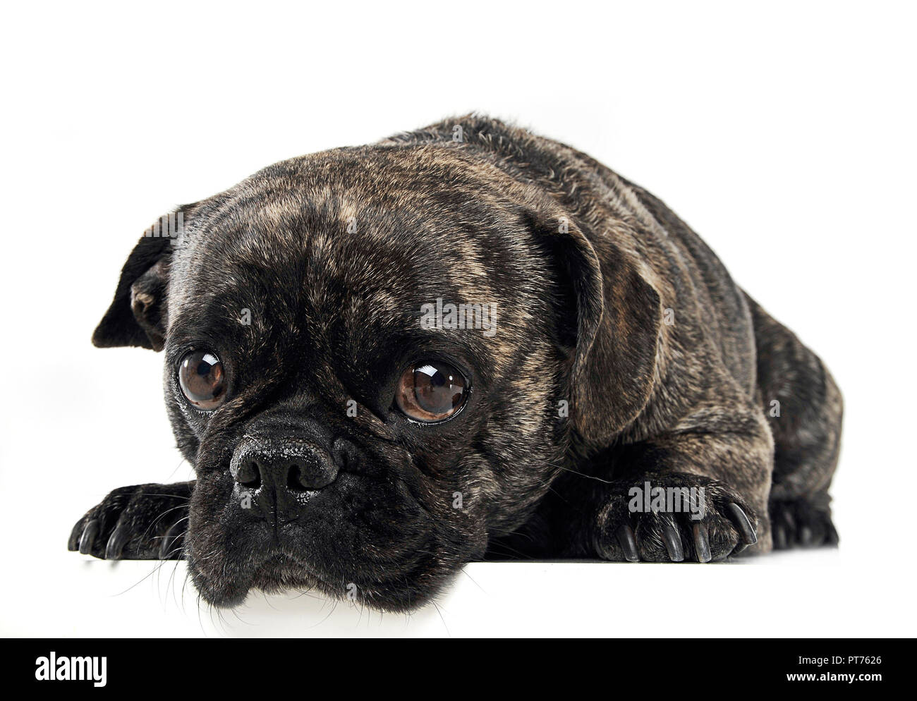 Mixed bread dog hi-res stock photography and images - Alamy