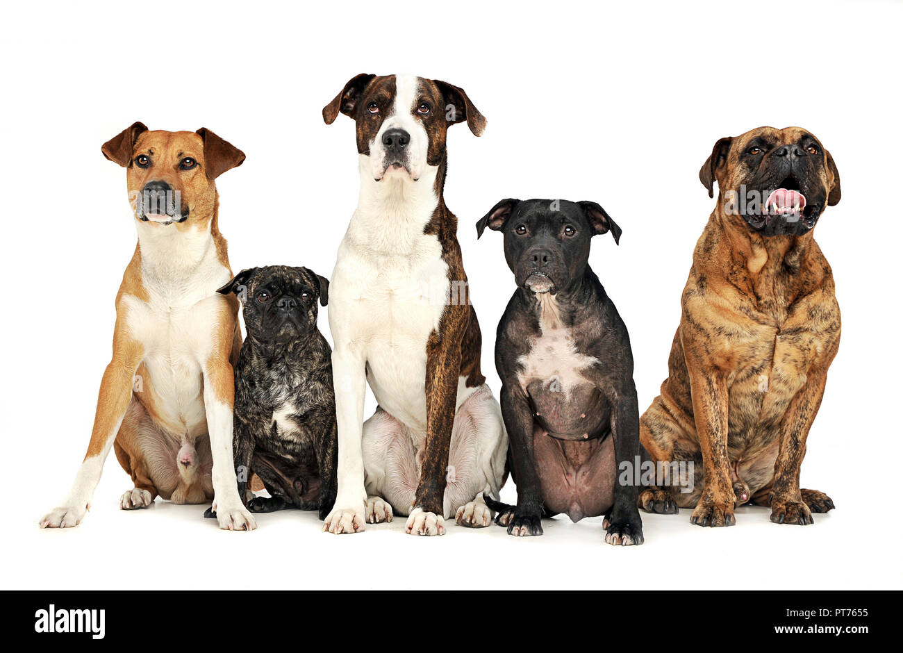 Funny dogs hi-res stock photography and images - Alamy