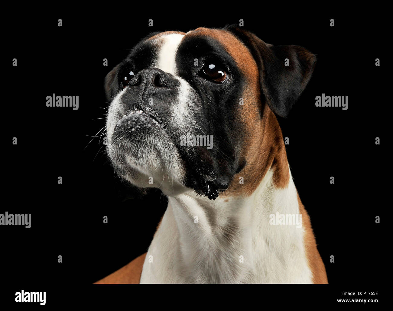 Affectionate boxer dog hi-res stock photography and images - Alamy