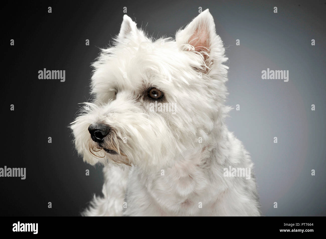 west highland white terrier portraits in studio Stock Photo - Alamy