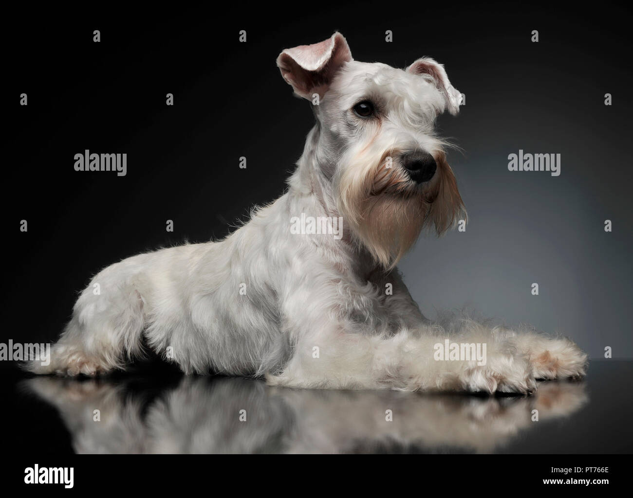 sweet white miniature schnauzer in the grey photo studio Stock Photo ...