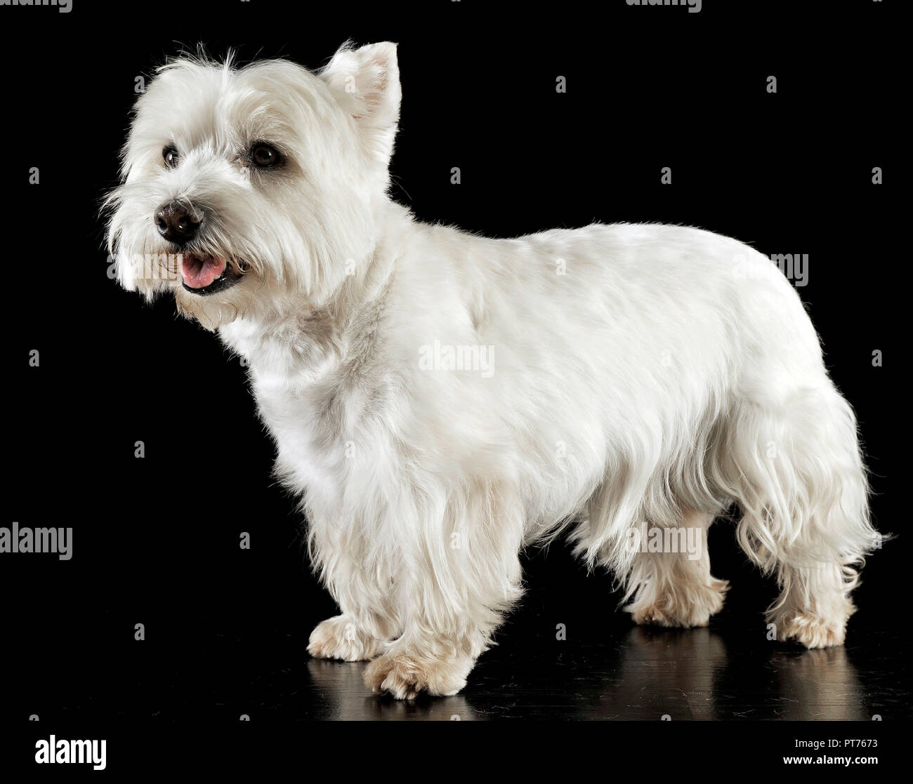 west highland white terrier portraits in studio Stock Photo - Alamy